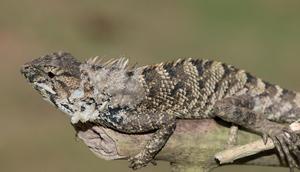 New reptile on the block: A new iguana specie | EurekAlert!