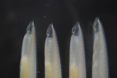 Amphioxus [IMAGE] | EurekAlert! Science News Releases