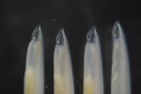 Genome sequence of lancelet shows how genes q | EurekAlert!