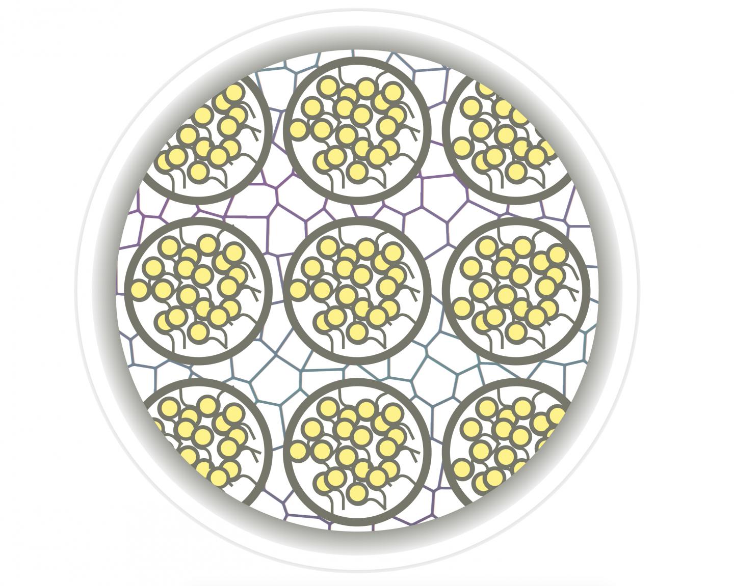 Disorderly Chromatin [IMAGE] | EurekAlert! Science News Releases