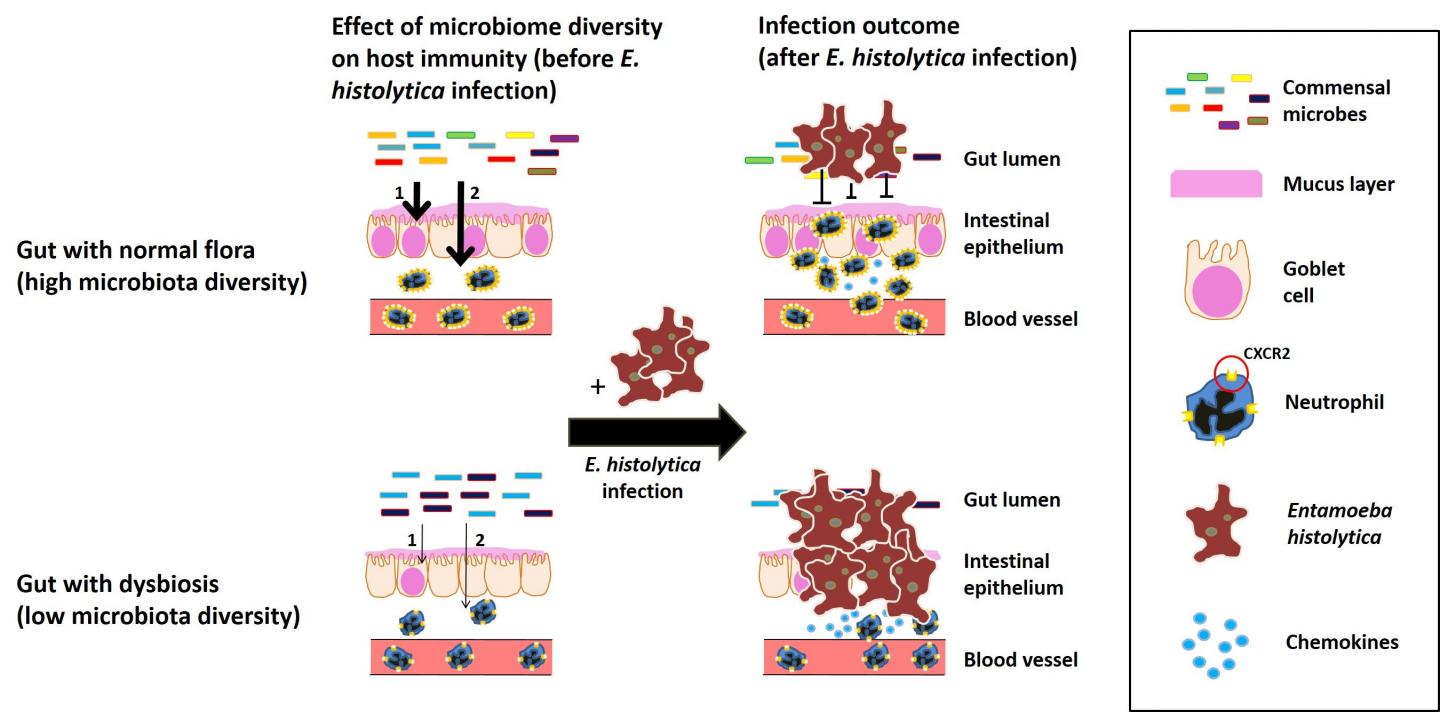 Disrupted gut microbiome makes children more | EurekAlert!