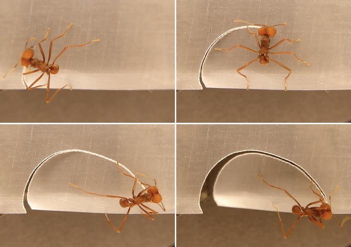 Mystery of how leaf-cutting ants gauge leaf p | EurekAlert!