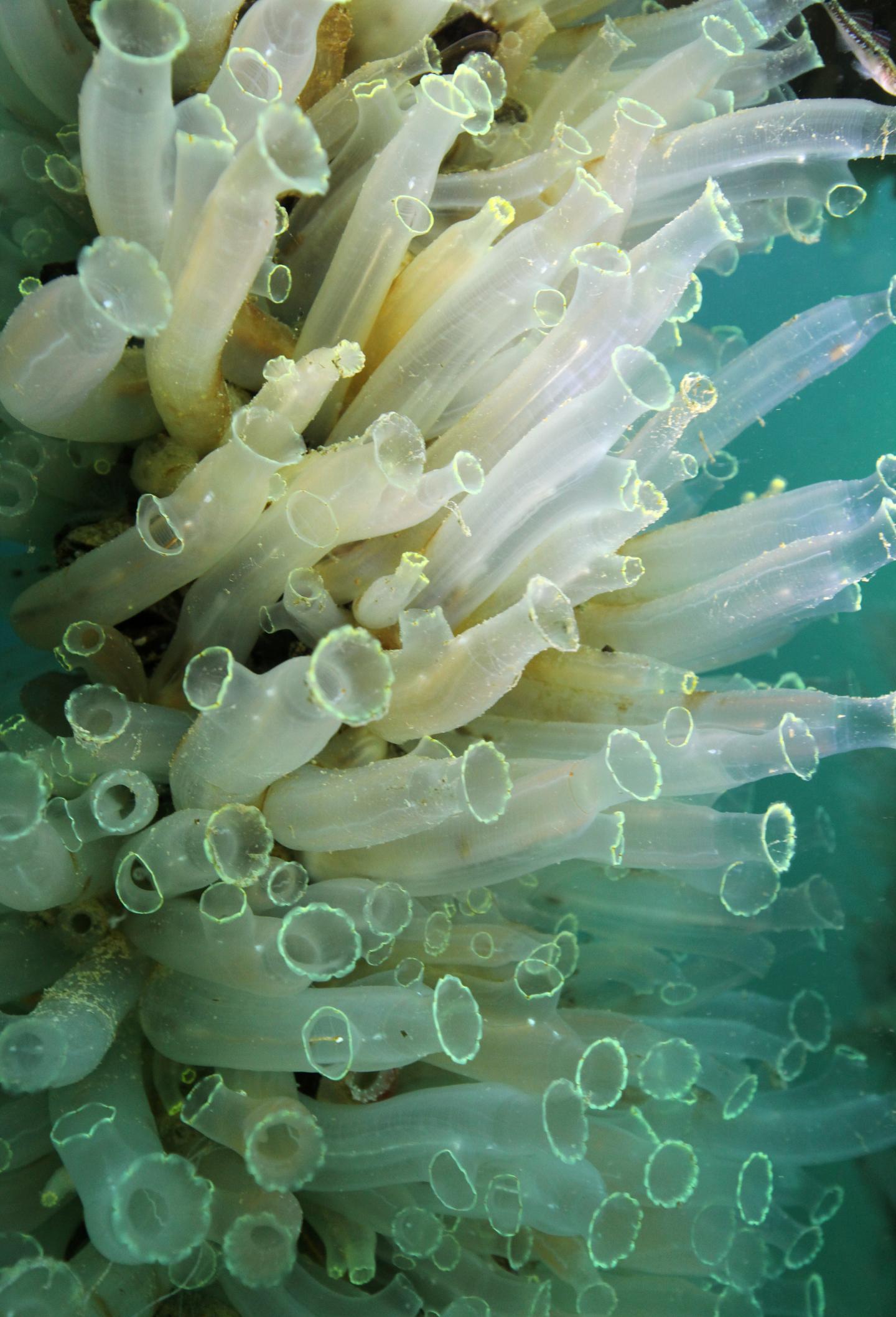 Human transport has unpredictable genetic and | EurekAlert!