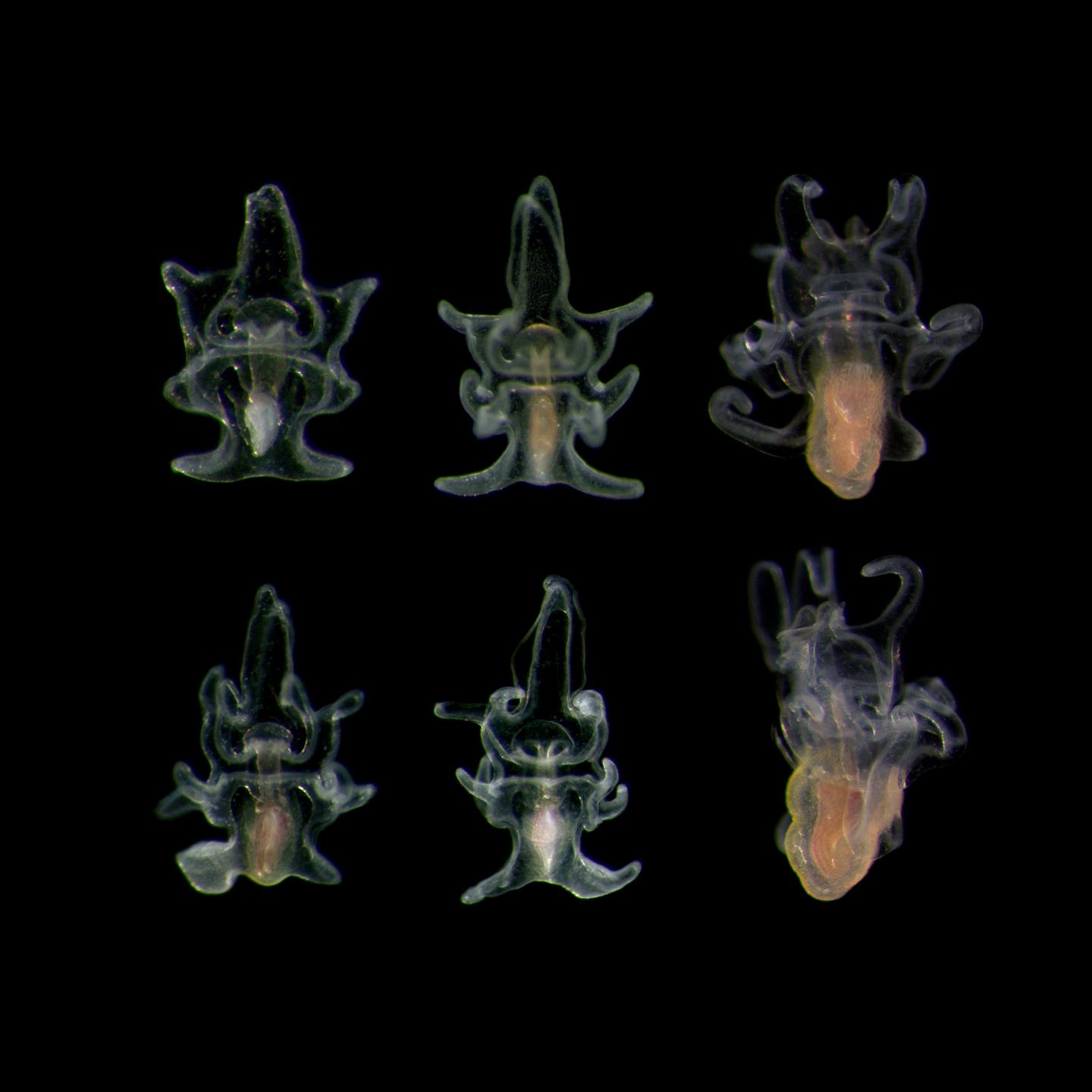 Larvae [IMAGE] | EurekAlert! Science News Releases