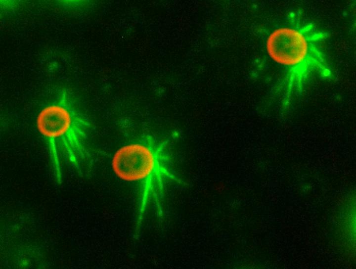 Asymmetric Distribution of T4P [IMAGE] | EurekAlert! Science News Releases