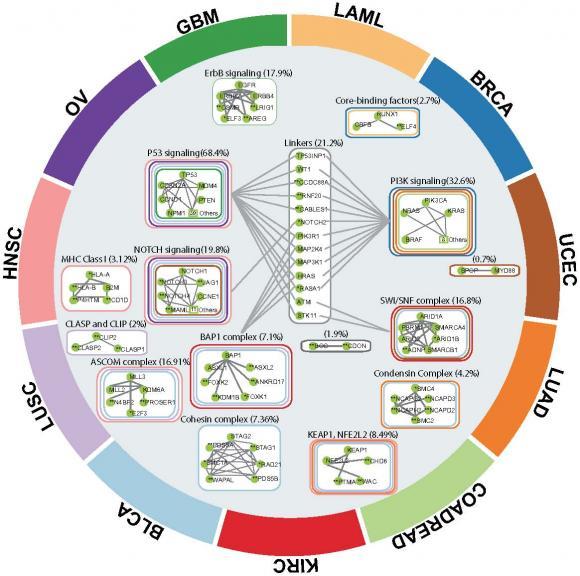Genetic Cancer Connections [IMAGE] | EurekAlert! Science News Releases
