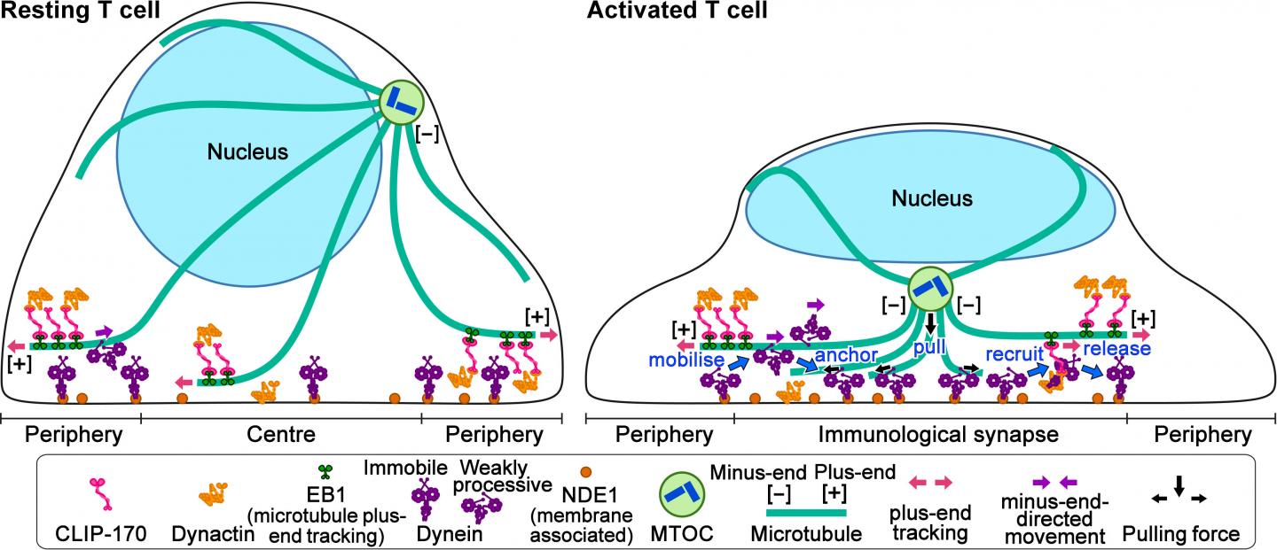 Figure 2. Model for the Role o [IMAGE] | EurekAlert! Science News Releases