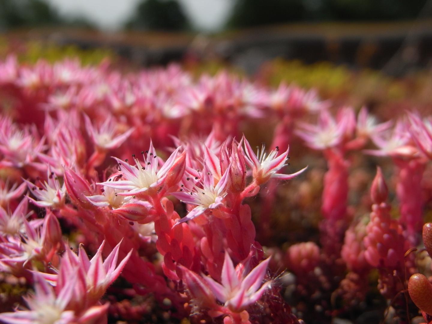 Sedum [IMAGE] | EurekAlert! Science News Releases