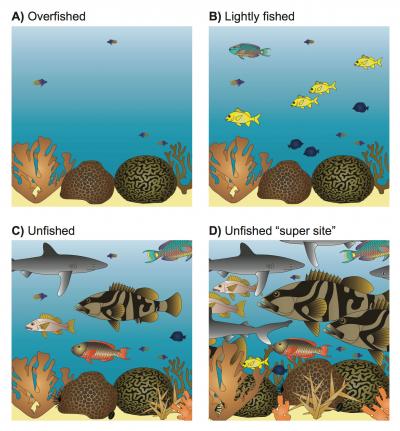 Fish Biomass [IMAGE] | EurekAlert! Science News Releases