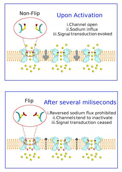 Computer simulations visualize ion flux | EurekAlert!