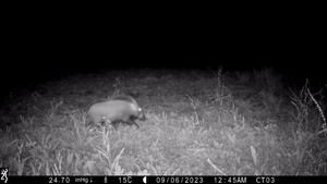 How did the bushpig cross the strait? A great | EurekAlert!