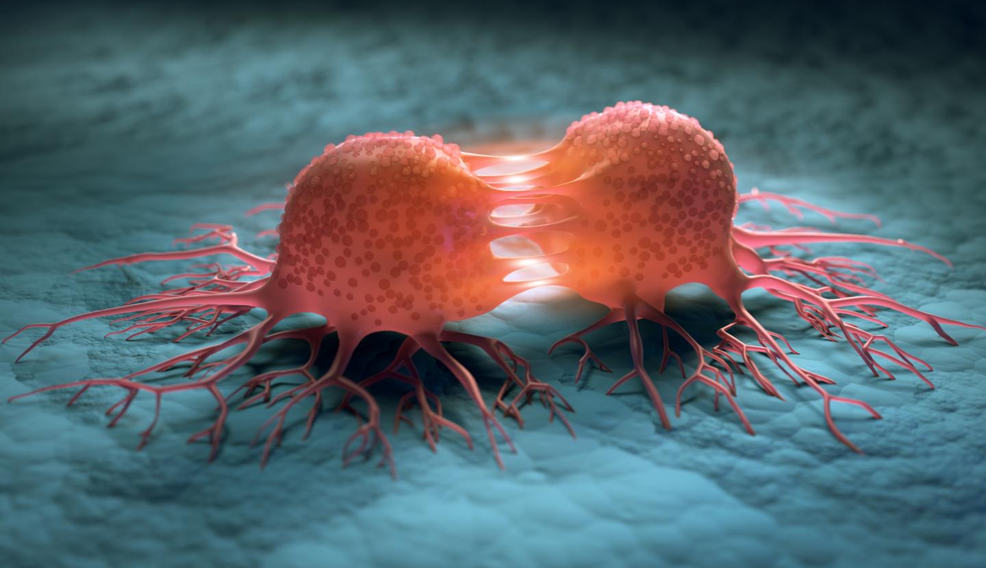 Dividing Cancer Cell [IMAGE] | EurekAlert! Science News Releases
