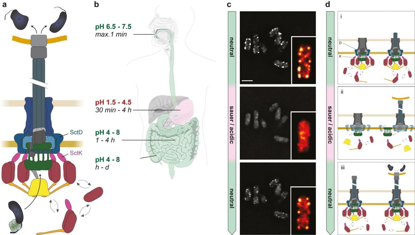 Schematic representation [IMAGE] | EurekAlert! Science News Releases