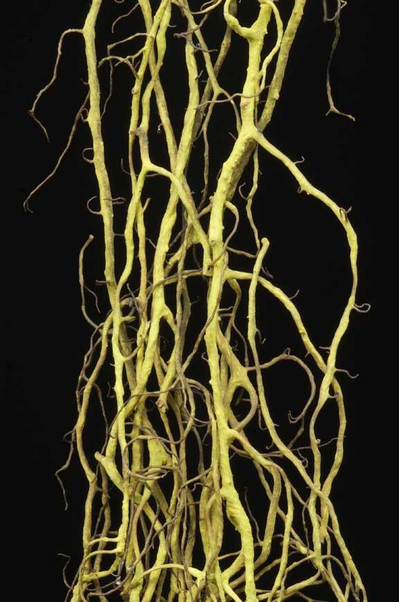 Bryoria tortuosa [IMAGE] | EurekAlert! Science News Releases