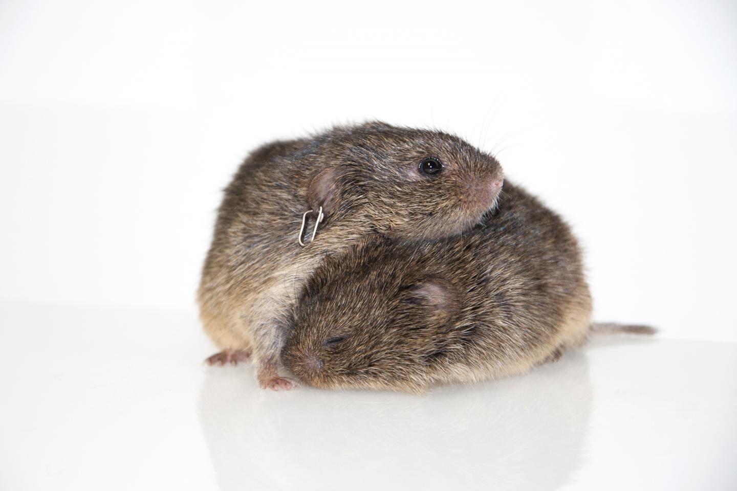 A Pair of Voles [IMAGE] | EurekAlert! Science News Releases