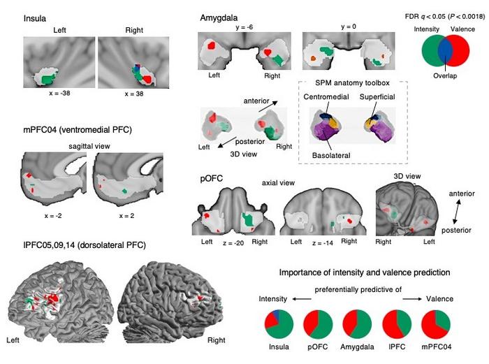 Figure 2. Important brain regi [IMAGE] | EurekAlert! Science News Releases