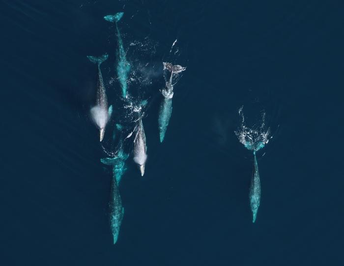 Gray whale migration [IMAGE] | EurekAlert! Science News Releases