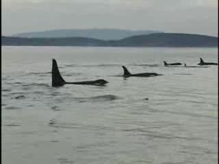 Why Do Female Killer Whales Live So Long? (5 | EurekAlert!