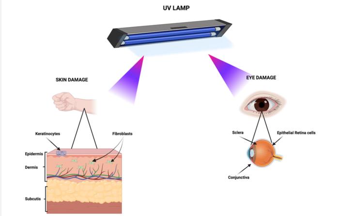 Germicidal lamps using UV-C radiation may pos | EurekAlert!