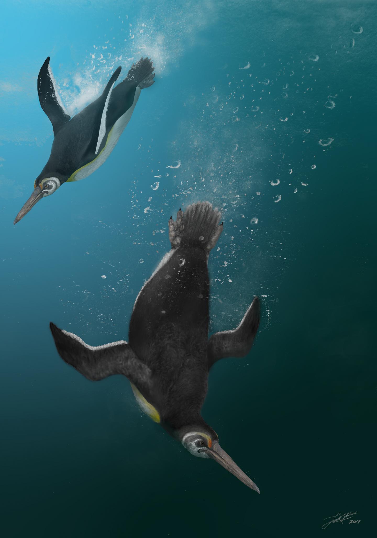 When penguins ruled after dinosaurs died | EurekAlert!