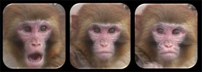Primate face processing | EurekAlert!