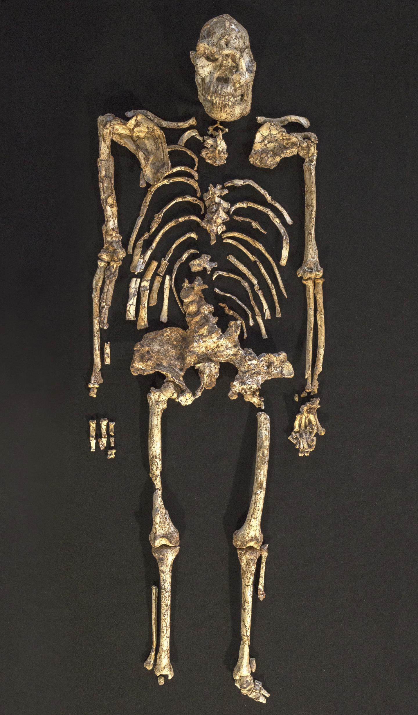 Little Foot skeleton [IMAGE] | EurekAlert! Science News Releases