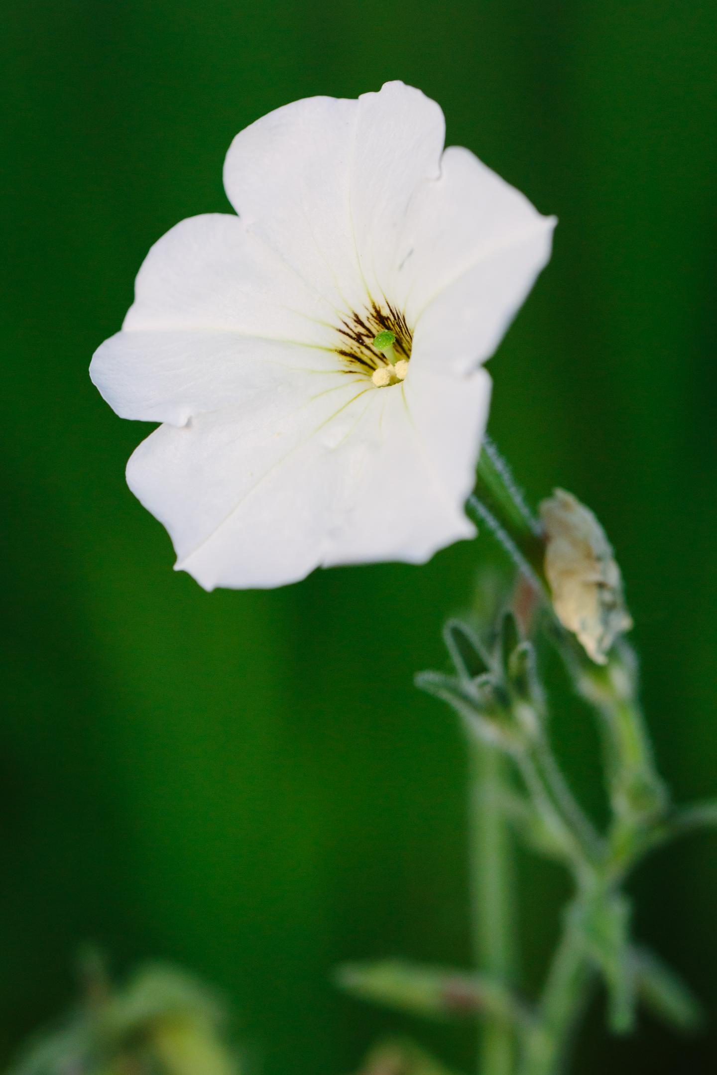Common Garden Petunia [IMAGE] | EurekAlert! Science News Releases