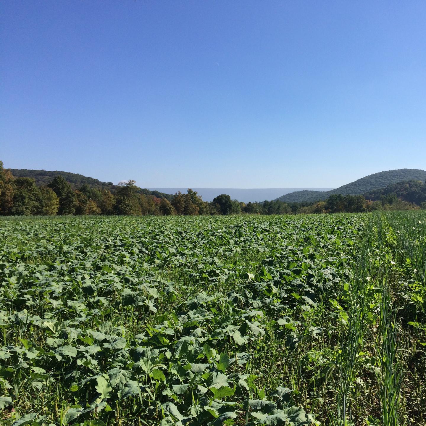 Cover Crops [IMAGE] | EurekAlert! Science News Releases