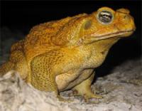 Invasion of the cane toads | EurekAlert!