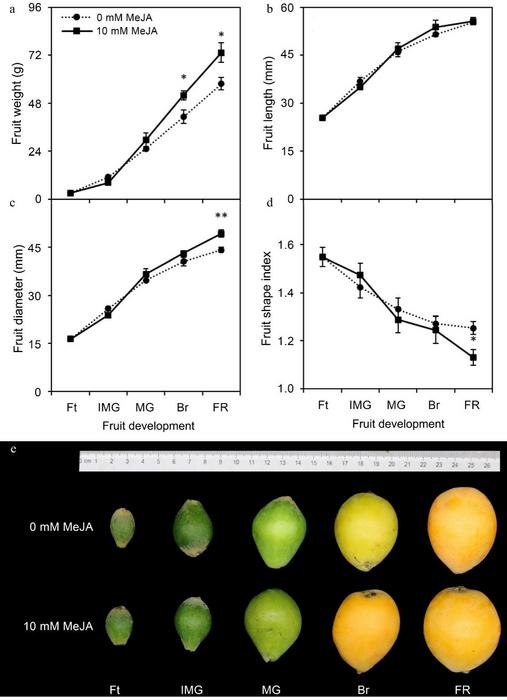 Enhancing loquat fruit quality with methyl ja | EurekAlert!