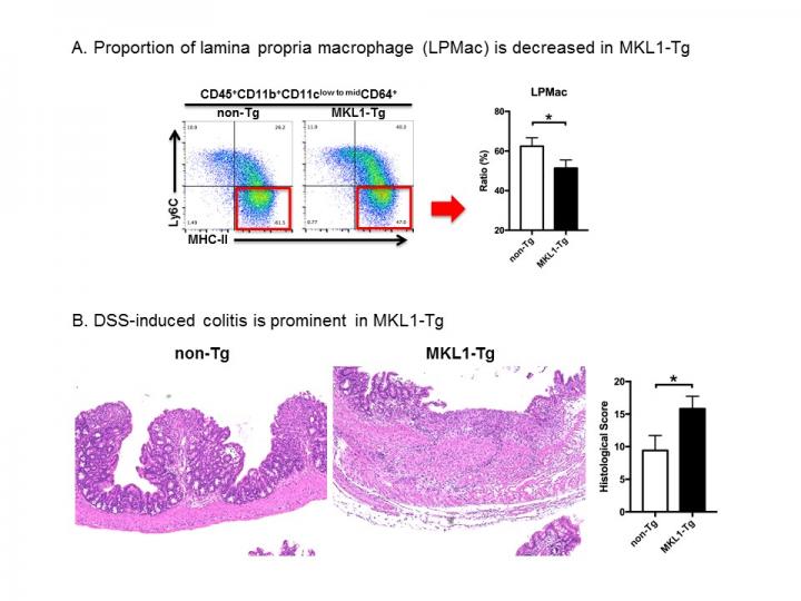 MKL1-Tg [IMAGE] | EurekAlert! Science News Releases