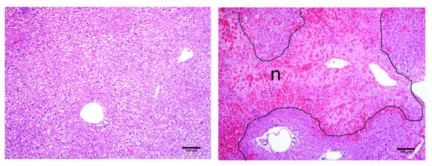 Hepatic Tissue [IMAGE] | EurekAlert! Science News Releases