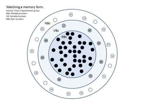 Watching a memory form | EurekAlert!