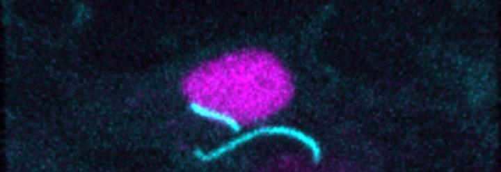 A Cell with Cilia [IMAGE] | EurekAlert! Science News Releases