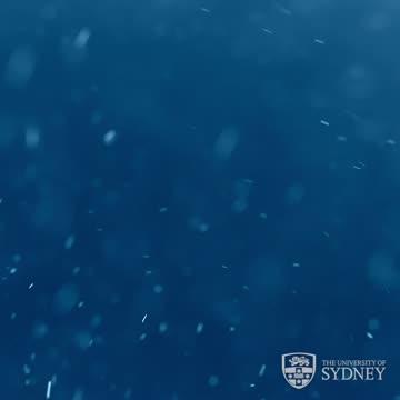 How marine snow cools the planet | EurekAlert!