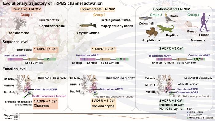Unraveling the evolutionary trajectory of TRP | EurekAlert!