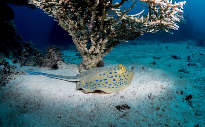 Bluespotted ribbontail ray [IMAGE] | EurekAlert! Science News Releases