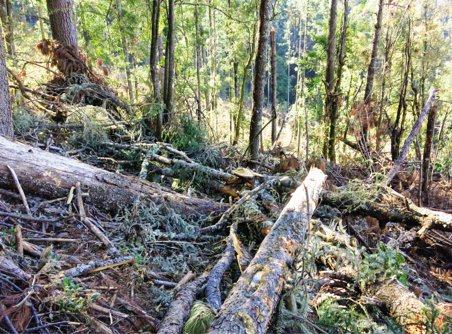 Tangle of Downed Oyamel Firs [IMAGE] | EurekAlert! Science News Releases