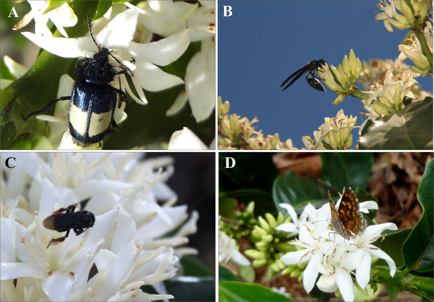 Small Farms Benefit Significantly from a Few | EurekAlert!