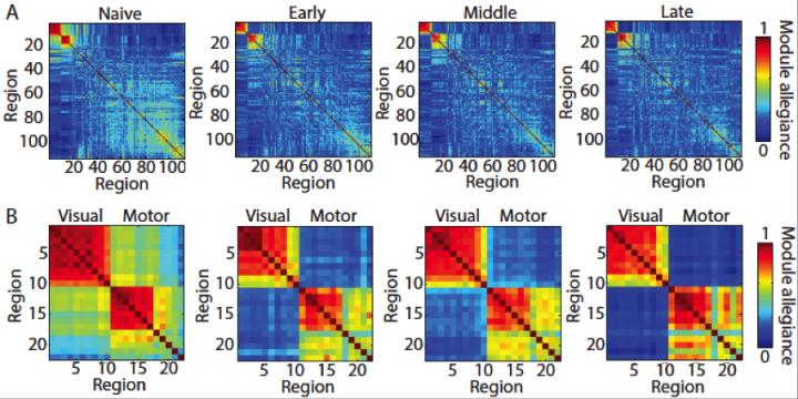 Autonomy in Visual and Motor R [IMAGE] | EurekAlert! Science News Releases
