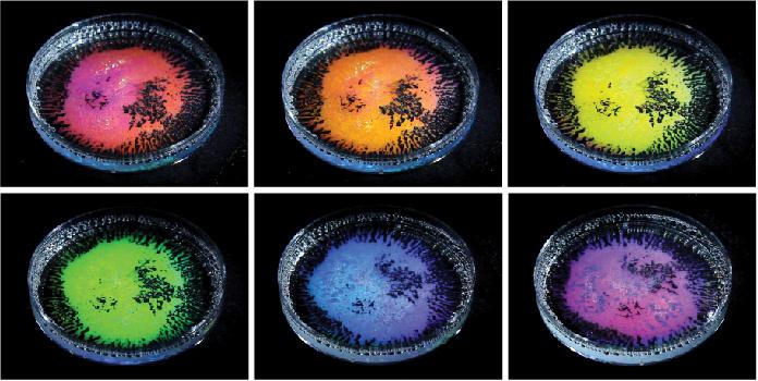 Oil Droplets Reflect Color [IMAGE] | EurekAlert! Science News Releases
