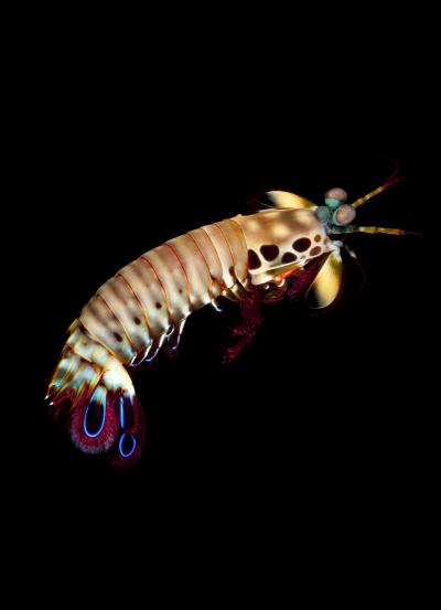 Nothing Sees Color Like the Mantis Shrimp (3 | EurekAlert!