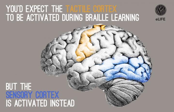 Unexpected Area of the Brain A [IMAGE] | EurekAlert! Science News Releases