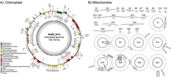 Revolutionizing avocado breeding: Comprehensi | EurekAlert!