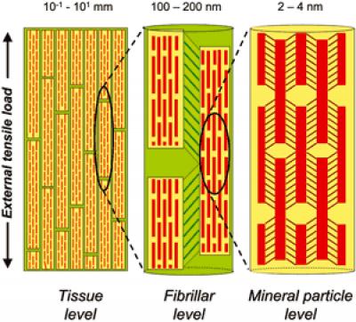 Hierarchical Structure of Bone [IMAGE] | EurekAlert! Science News Releases