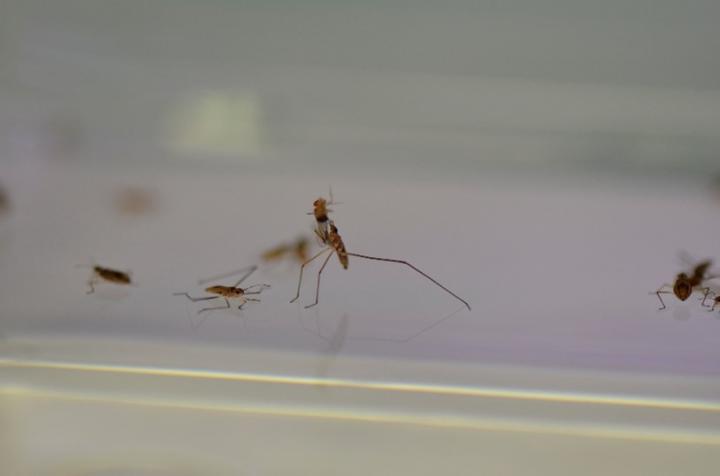 Same gene drives male water striders' long le | EurekAlert!
