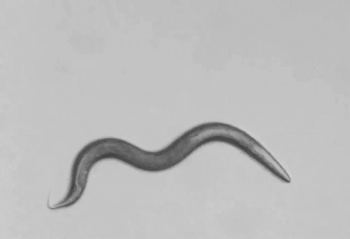Worm [IMAGE] | EurekAlert! Science News Releases