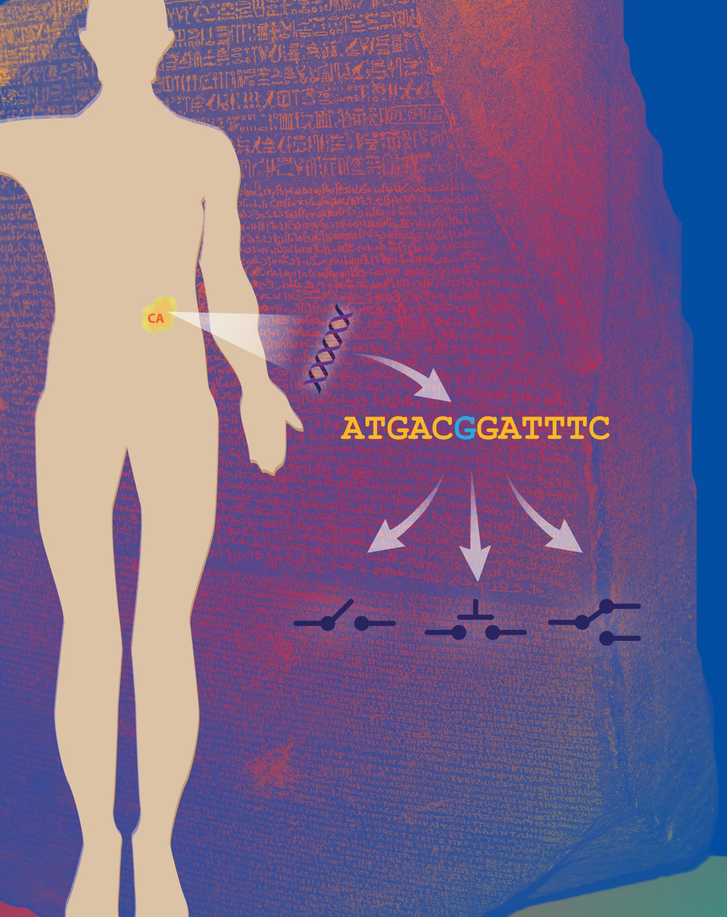 Digital 'Rosetta Stone' decrypts how mutation | EurekAlert!