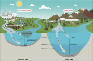 Why are shallow lakes prone to eutrophication | EurekAlert!
