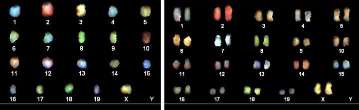 Karyotype [IMAGE] | EurekAlert! Science News Releases